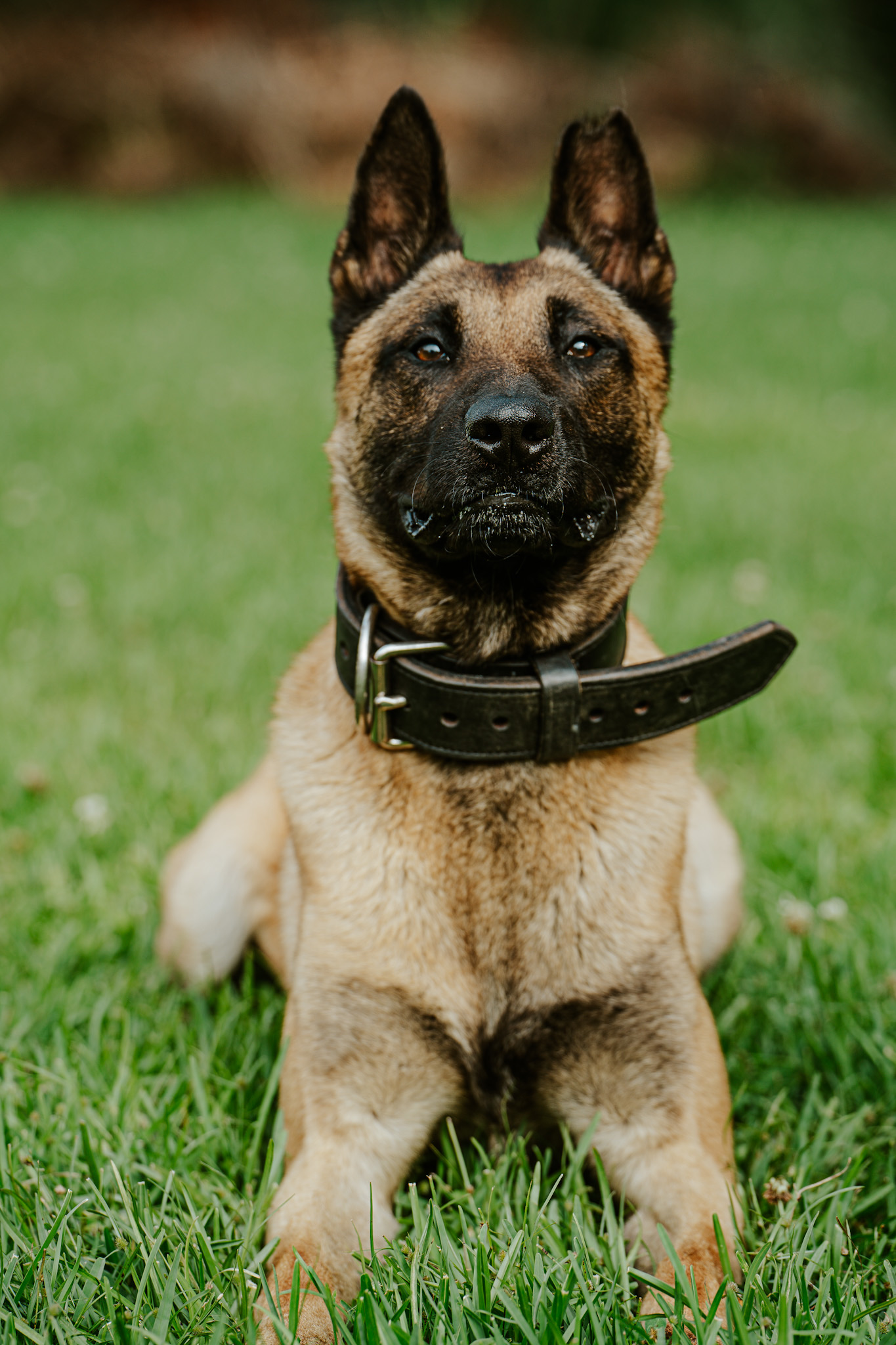 Police Dogs for Sale Near Me | K9 Units | Trained Police Dogs ...