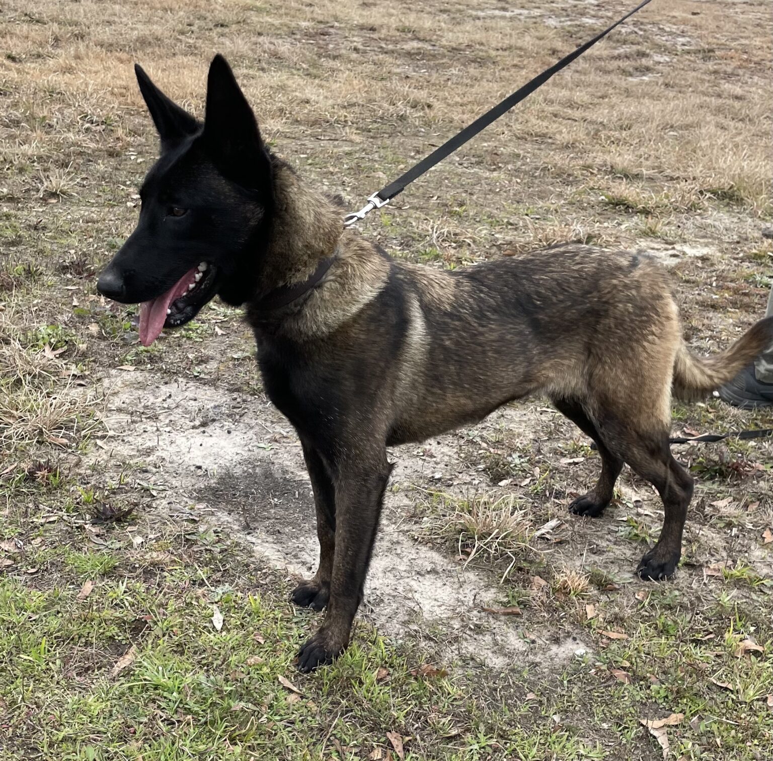 Police Dogs for Sale Near Me | K9 Units | Trained Police Dogs ...